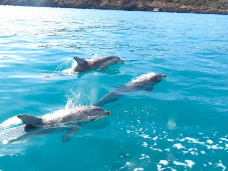 Kangaroo Island: Dolphin, Seal, and Swimming Boat Tour - Who Will Enjoy This Tour?