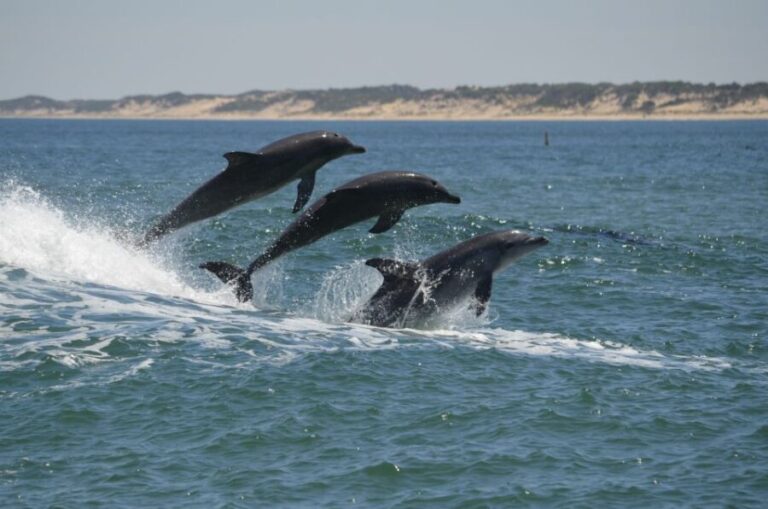 Koombana Bay: Dolphin Eco Cruise - Deepening the Experience: Why This Tour Matters