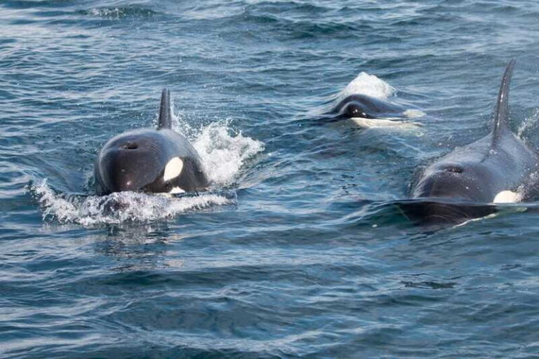 La Paz - Ocean Safari: find dolphins, orcas, and sea lions - The Itinerary in Detail