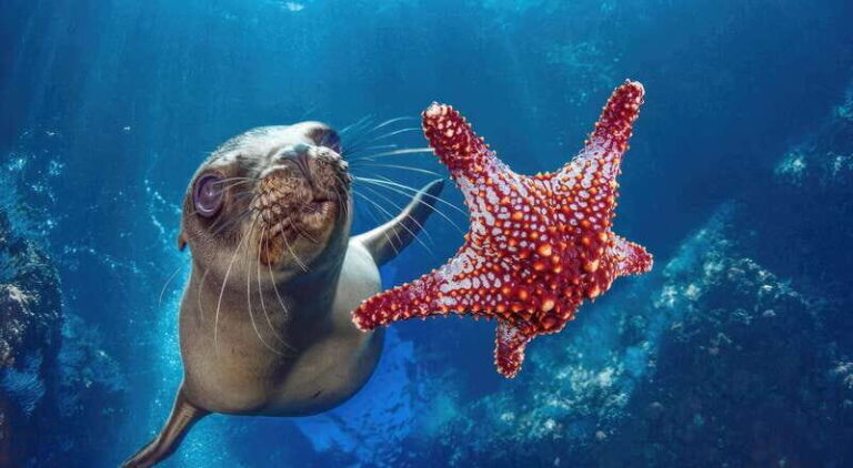 La Paz: Sea Lion Snorkeling at Espirtu Santo Island - Breakdowns and Practical Details
