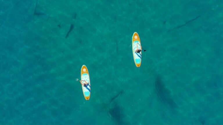 Lake Mead: Paddle Board Rental - Key Points