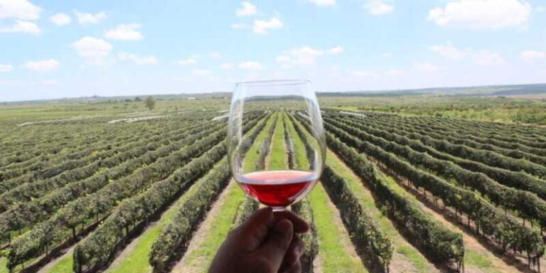 León: Wine Tasting & Vineyard Tour at Viñedo Jalpense - The Itinerary In Detail