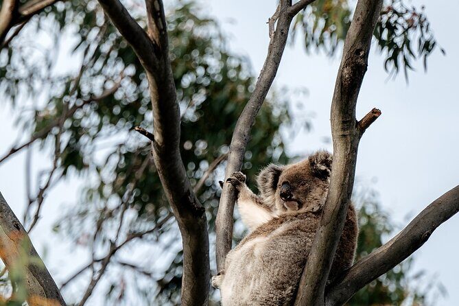 Little Koala Walking Tour - Who Will Appreciate This Tour?
