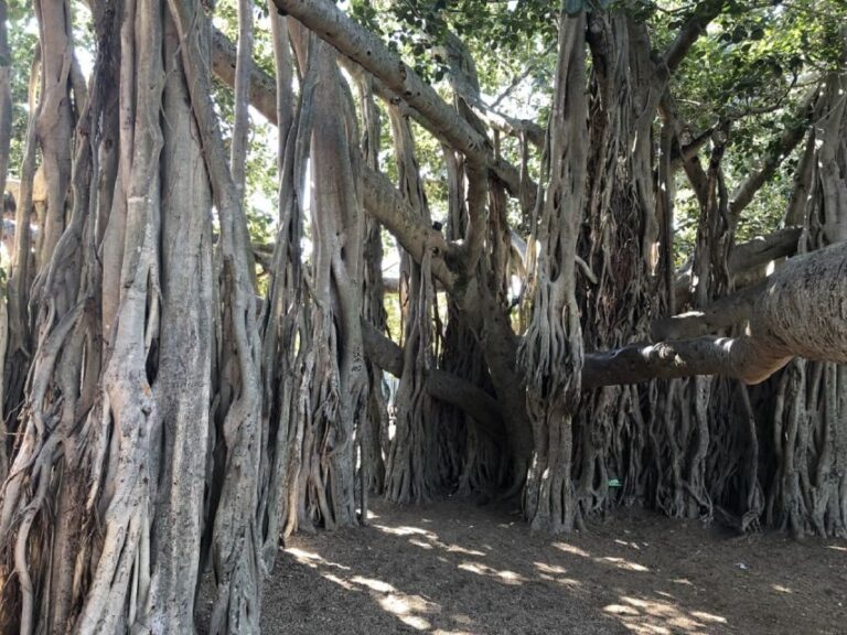 Lone Pine and Brisbane City Highlights - What Travelers Say