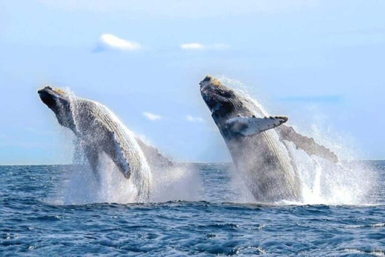 Los Cabos: Catamaran Whale Watching Cruise - A Closer Look at the Itinerary
