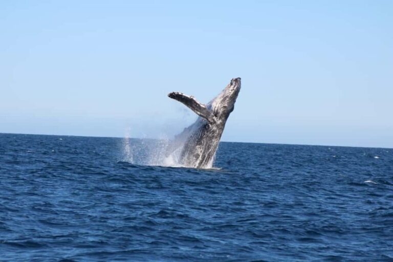 Los Cabos: Whale Watching and Safari - What Does the Price Get You?