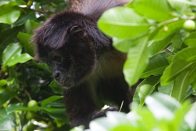 Mayan Adventure to Coba and Cenote and Punta Laguna from Valladolid - Who Should Consider This Tour?