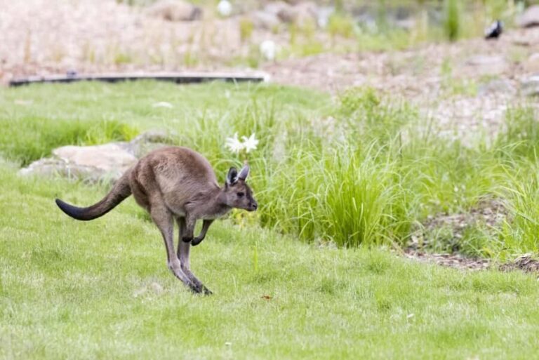 Melbourne Zoo: Australian Wildlife Experience Ticket - Why Choose This Tour?