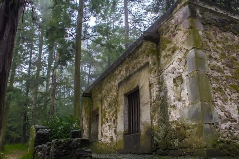 Mexico City: Desierto de los Leones Hike & Ex-Convent Tour - The Heart of the Tour: Desierto de los Leones National Park
