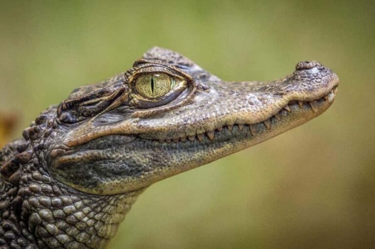 Miami: Everglades Airboat, Gator Experience with Transfer - The Experience Provider: US2U Tours