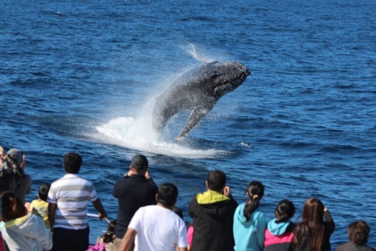 Moreton Island: Tangalooma Day Trip & Whale Watching Cruise - Key Points