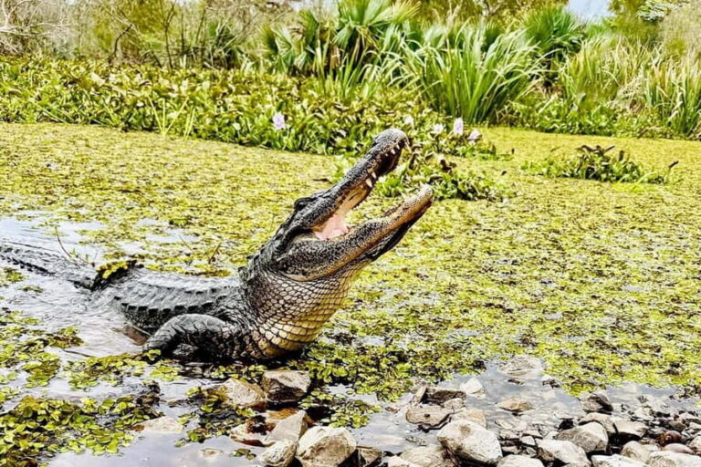 New Orleans: Airboat Swamp Adventure with Transportation - The Transportation and Logistics