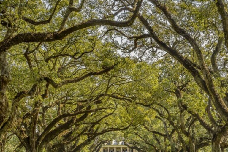 New Orleans: Bayou Swamp Tour and Oak Alley Plantation Tour - Who Would Love This Tour?