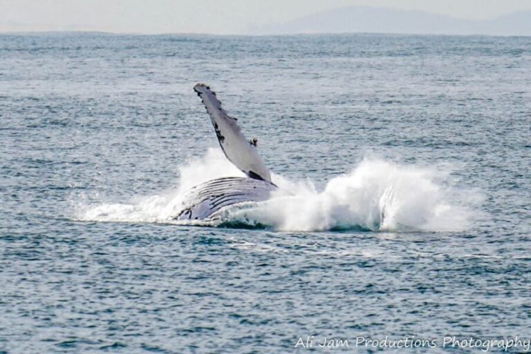 Newcastle: Humpback Whale Watching Cruise and Harbor Tour - Whale Watching in Newcastle: Why It Matters
