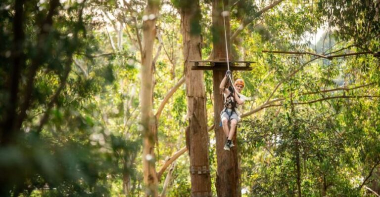 Newcastle: Tree Ropes Course Adventure - A Closer Look at the Experience
