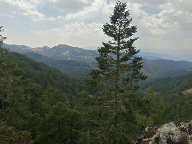 Oaxaca: Sierra Norte Tour with Zipline and Hanging Bridge - A Detailed Look at the Sierra Norte Tour