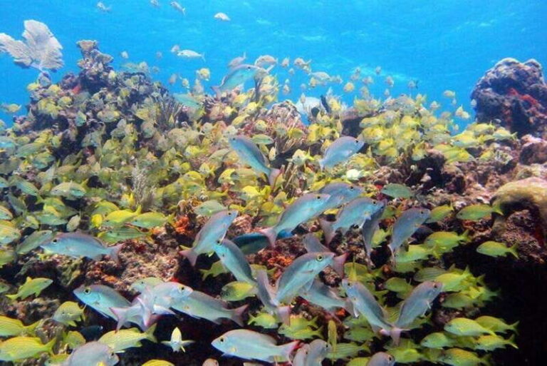 PADI Discover Scuba Diving for divers without certification - What It Means For You