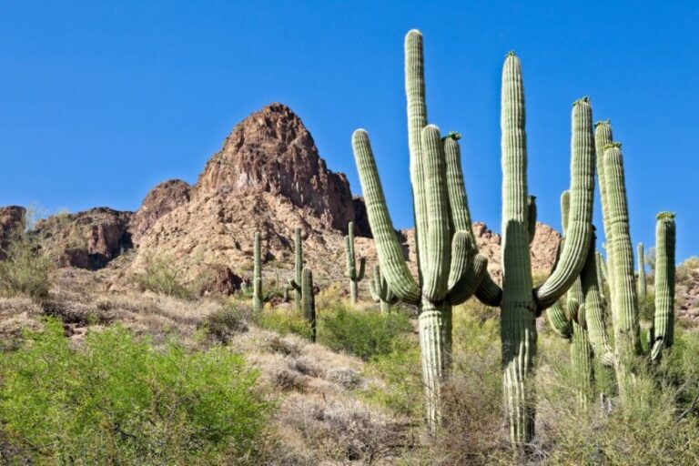 Phoenix/Scottsdale: Apache Trail Tour & Canyon Lake Cruise - The Highlight: Canyon Lake and Its Scenic Cruise