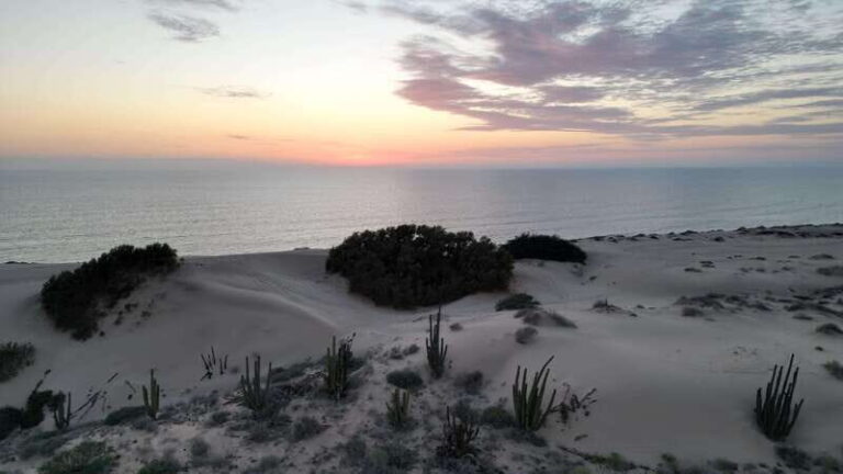 Playa el Cardonal: tour and sandboarding activity in the dunes of Sahuimaro - Sandboarding in the Dunes