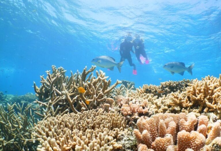 Port Douglas: Quicksilver Outer Barrier Reef Full-Day Cruise - The Itinerary: What Does a Day on the Reef Look Like?