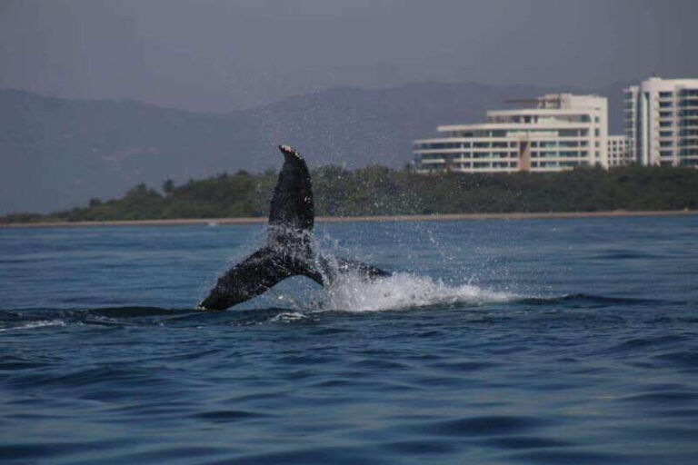 Private whale watching in mazatlan - What You’ll See: More Than Just Whales
