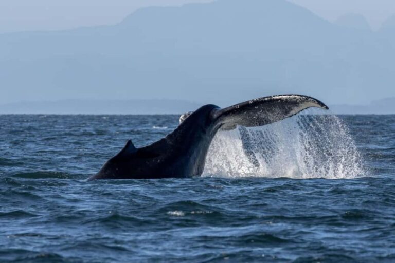 Private Whale Watching Nanaimo - Semi-Covered Boat - What You Can Expect