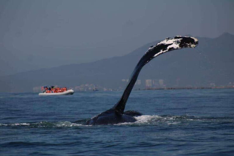 Puerto Vallarta: Whale watching - What’s Included and Not Included