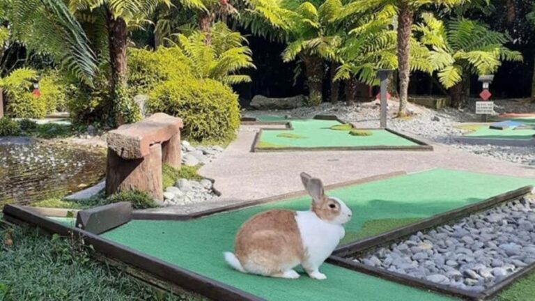 Rotorua: Mini Golf Experience - Why Visitors Rave About It