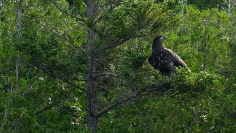 Saint John River: River Relics Kayak Tour - Who Will Love This Tour?