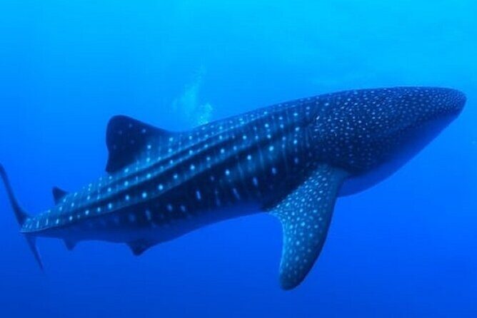 Snorkel with whale sharks includes equipment & transportation - The Experience on the Water
