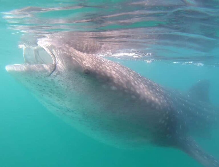 Swim with Whale Sharks in La Paz - Who Will Love This Tour?