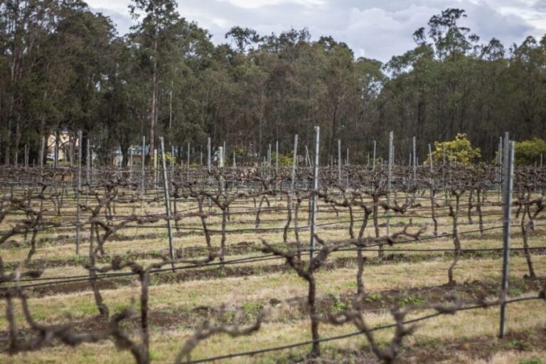 Sydney: Chef-Led Hunter Valley Food & Wine Tour - Transport, Timing, Group Size, and Price