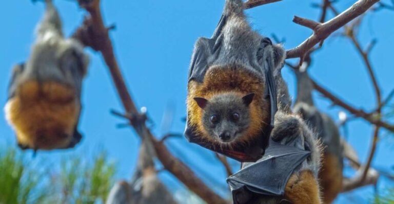 Sydney: Flying Fox Tour, Australia's Largest Bats - Considerations and Practical Tips