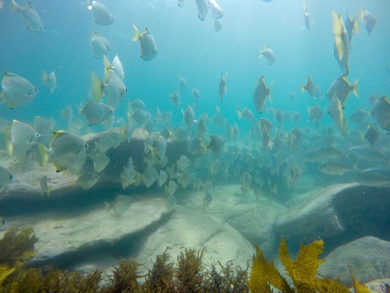 Sydney: Manly and Shelly Beach Snorkeling Tour - Authentic Experiences and Top Highlights