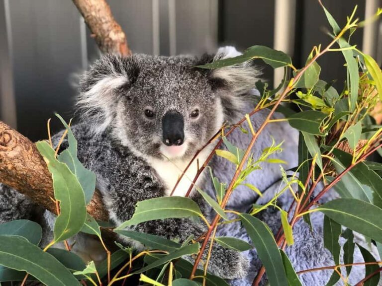 Sydney: Port Stephens Dolphin Cruise and Koalas - Mandarin - FAQs