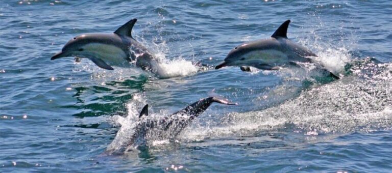 Sydney: Port Stephens Dolphin Cruise & Sandboarding Day Trip - Practical Details & Tips