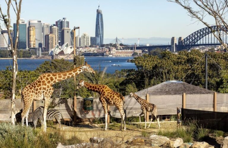 Sydney: Taronga Zoo Ticket with Return Ferry - Who Should Consider This Experience?
