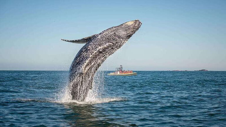 Tadoussac/Charlevoix: Whale Watching Zodiac Tour - The Itinerary: What to Expect and Why It Matters