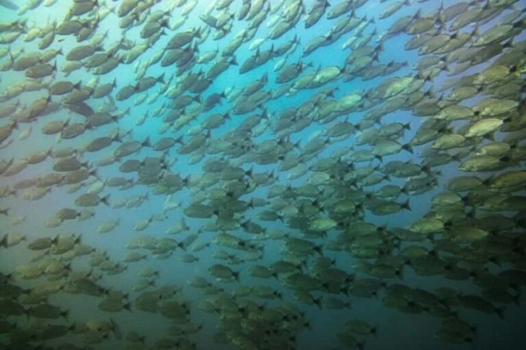 Tamarindo: Guided Snorkeling Tour with Marine Life Spotting - What to Expect at the Snorkeling Spots