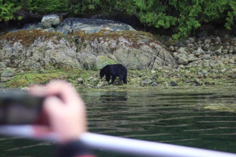 Tofino: Bear Watching Boat Tour with Nature Guide - Authentic Encounters: What You Really Get