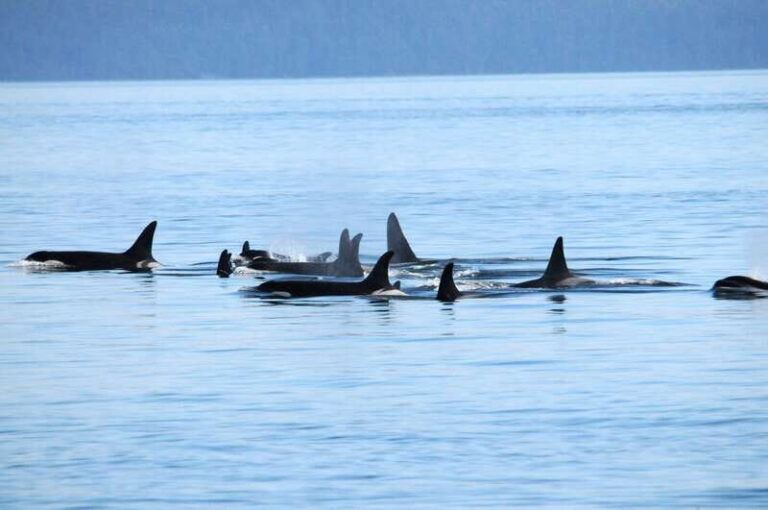 Vancouver: Covered Whale Watching Adventure with Free Photos - The Real Value of This Tour