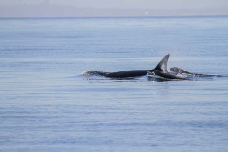 Vancouver Island: Whale Watching Tour - Itinerary and Experience Breakdown