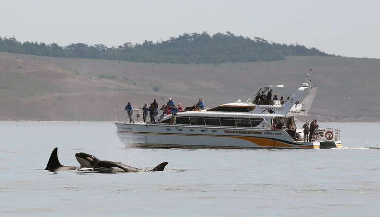 Victoria: Guided Wildlife-Watching Tour by Catamaran - Practical Tips for a Great Trip