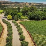 Vine Trail Discovery E-Bike Tour - Who Would Love This Tour?