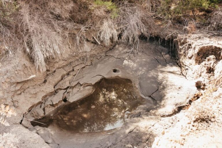 Whakarewarewa: Self-Guided Geothermal Trails - Practical Details and Tips