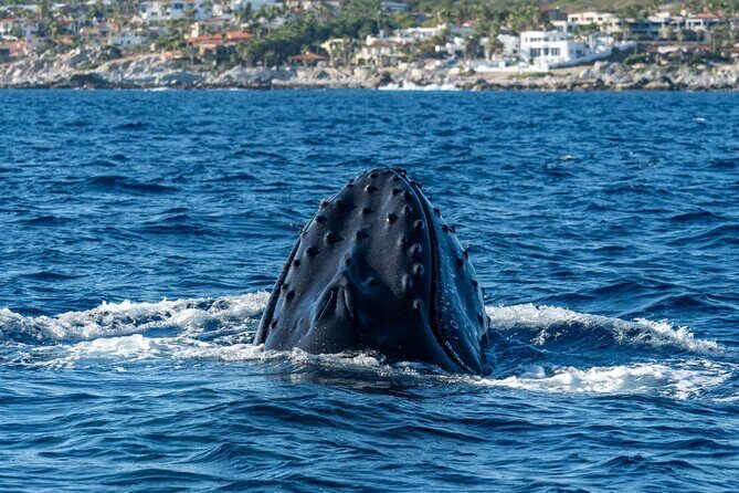 Whale Watching by Zodiac in Cabo San Lucas with Photos Included - Itinerary Breakdown and Experience Details