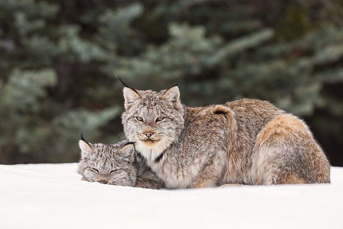 Winter Wildlife Discovery Tour - Who Should Consider This Tour?