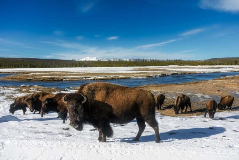 Yellowstone Lamar Valley & Picnic Lunch With Wildlife Guide - The Guide and the Private Experience